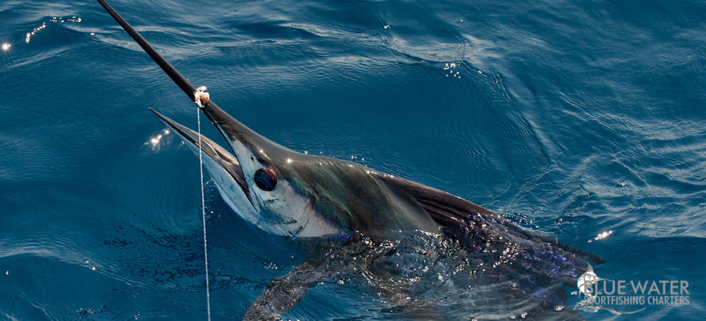Billfish 2 wWatermark – Costa Rica Sportfishing Charters